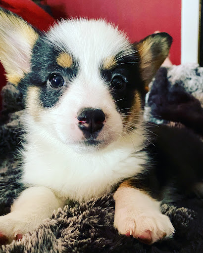 Pets R Inn - Ratings for Local Pet Rescue & Care Services: 4.0 & 505 ...