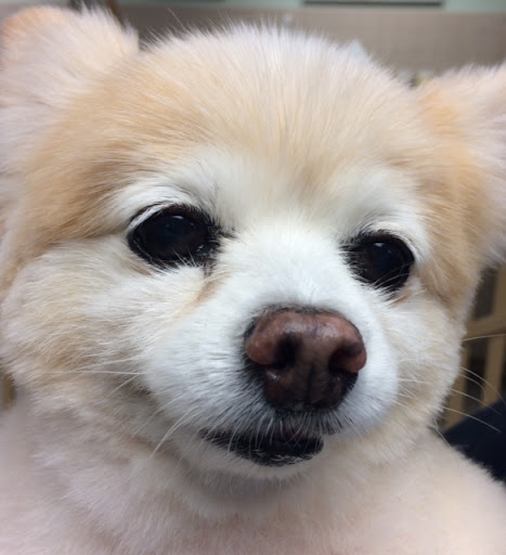 Seaside Pups - Ratings for Local Pet Rescue & Care Services: 4.9 & 54 ...