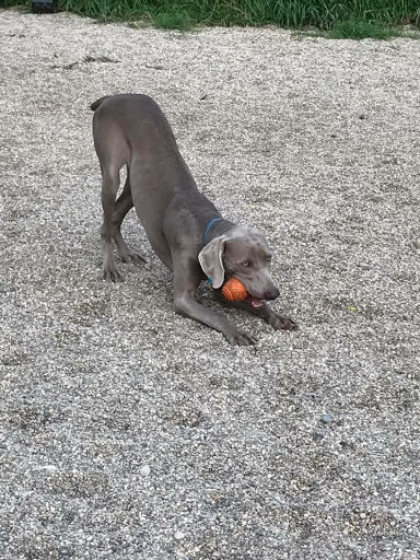 Pets R Inn - Ratings for Local Pet Rescue & Care Services: 4.0 & 505 ...