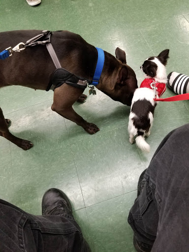 Perfect match pet shop - Ratings for Local Pet Rescue & Care Services ...