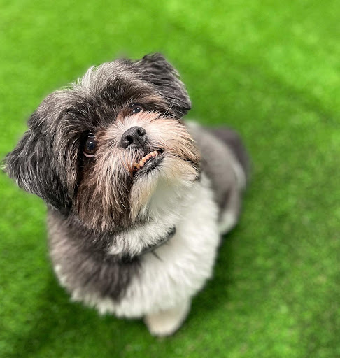 Pets R Inn - Ratings for Local Pet Rescue & Care Services: 4.0 & 505 ...