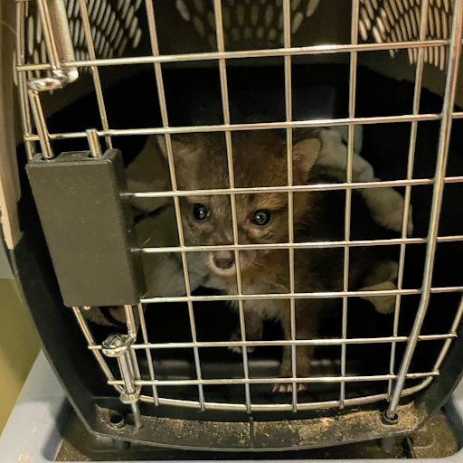 Paws in Middle Georgia Animal Rescue - Ratings for Local Pet Rescue ...