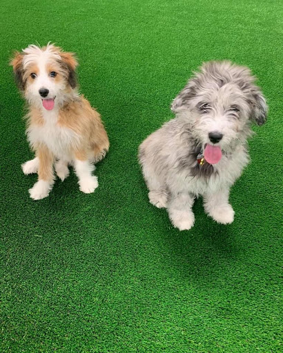 Pets R Inn - Ratings for Local Pet Rescue & Care Services: 4.0 & 505 ...