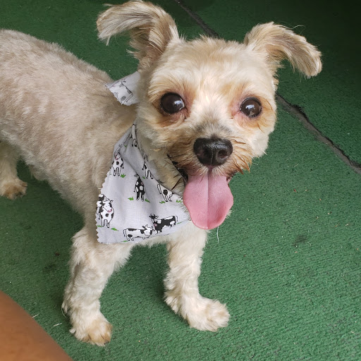 Animal Friends - Ratings for Local Pet Rescue & Care Services: 4.5 ...