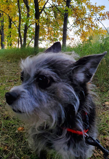 Pets R Inn - Ratings for Local Pet Rescue & Care Services: 4.0 & 505 ...