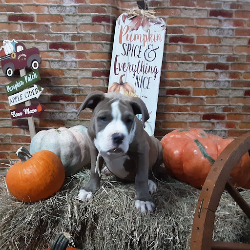 Paws in Middle Georgia Animal Rescue - Ratings for Local Pet Rescue ...