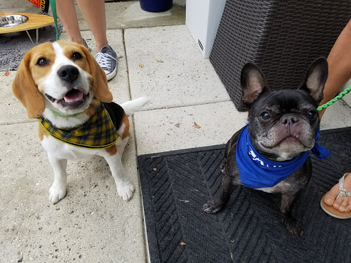 Seaside Pups - Ratings for Local Pet Rescue & Care Services: 4.9 & 54 ...