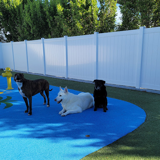 Seaside Pups - Ratings for Local Pet Rescue & Care Services: 4.9 & 54 ...