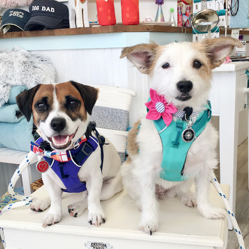 Seaside Pups - Ratings for Local Pet Rescue & Care Services: 4.9 & 54 ...